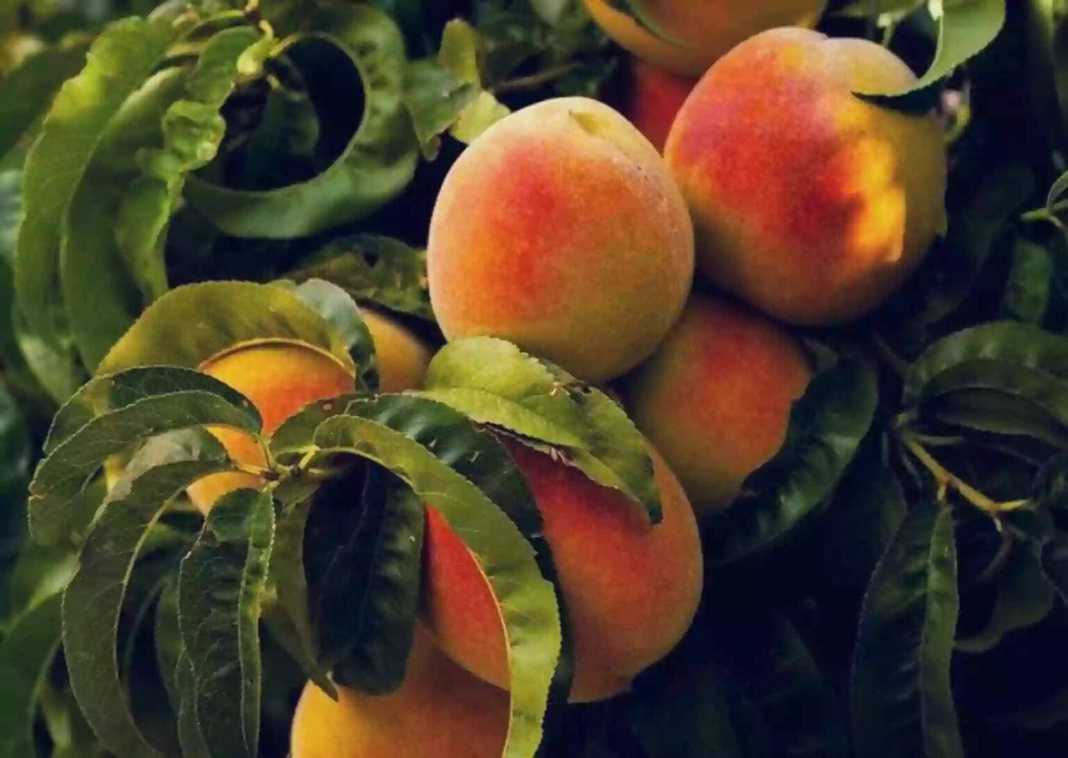 weight-loss-fruits-list-list-of-fruits-for-weight-loss-and-glowing-skin